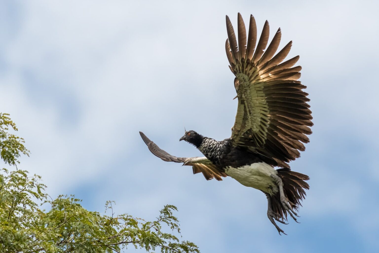 AMAZON 2026: Peruvian Riverboat Photography & Birding Adventure - Wildside Nature Tours