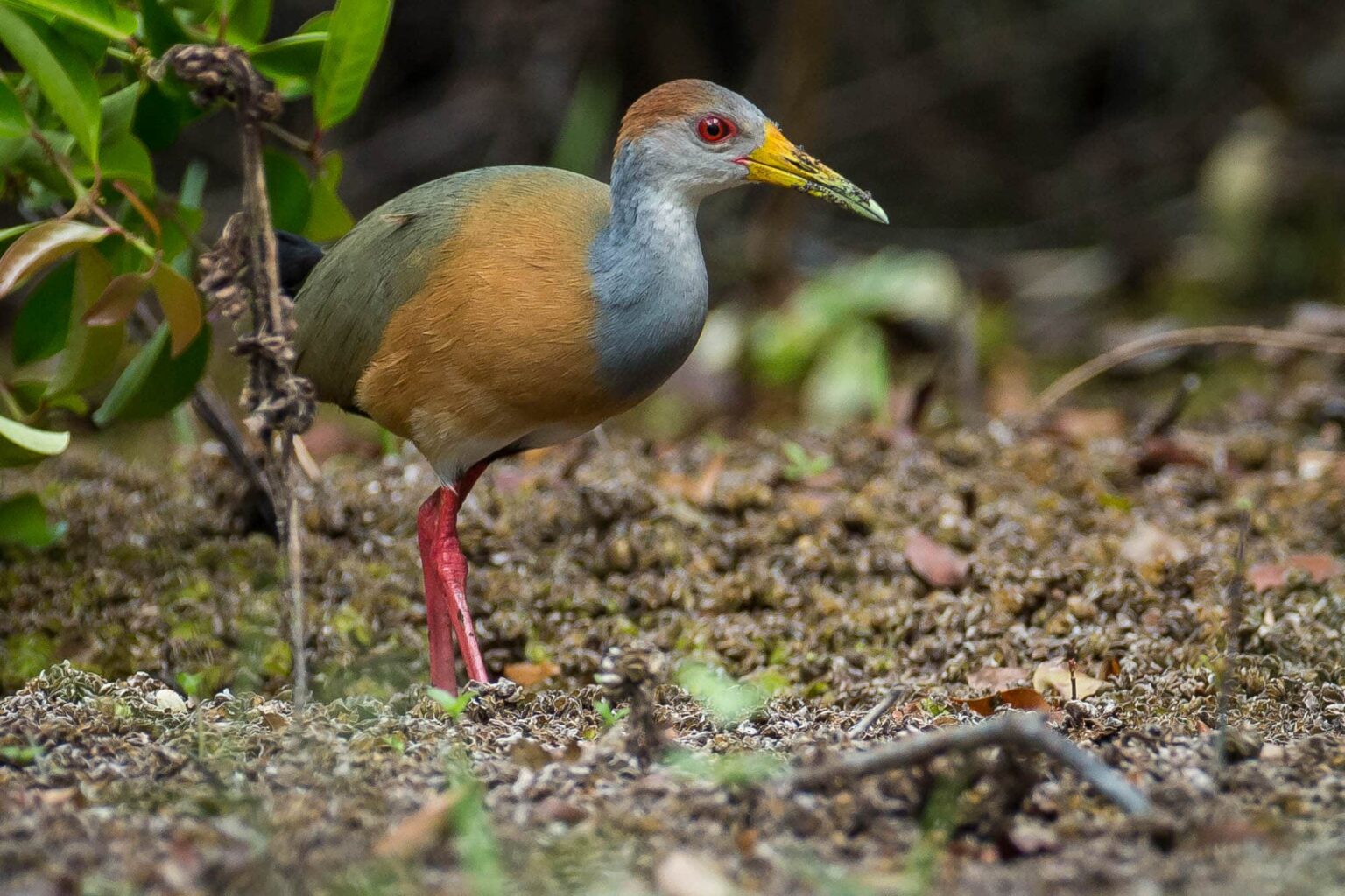 BELIZE: 9-Day Birding with Glenn Crawford - Wildside Nature Tours