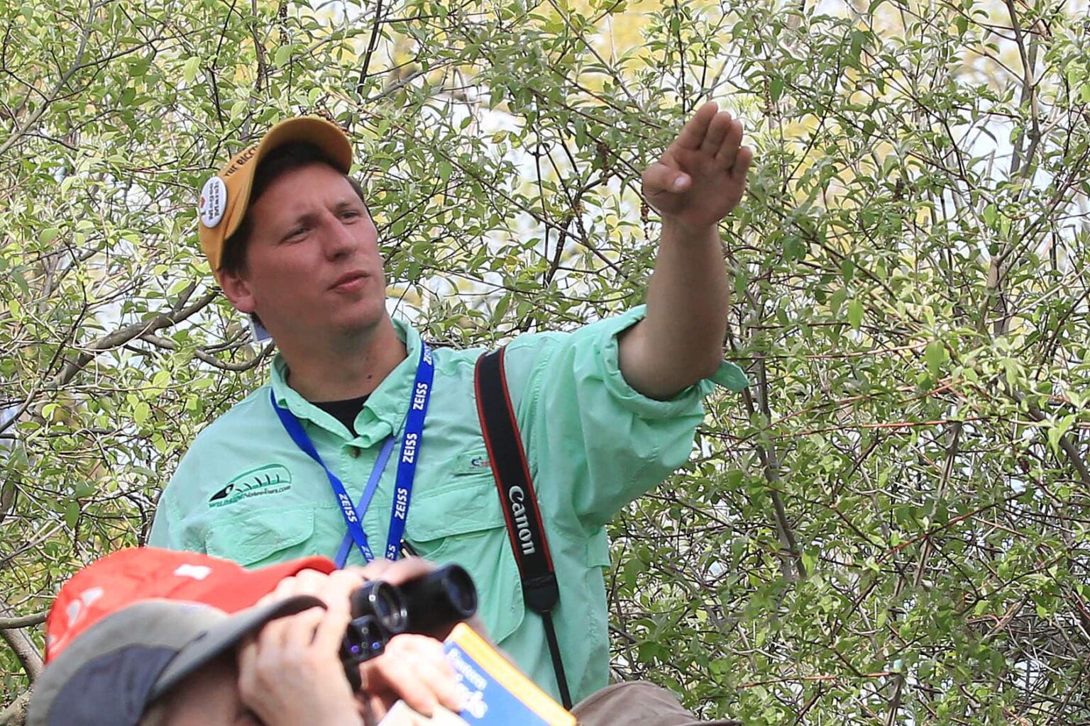 Floreana Mockingbird - the rarest of the 4 Galapagos mockingbirds ...