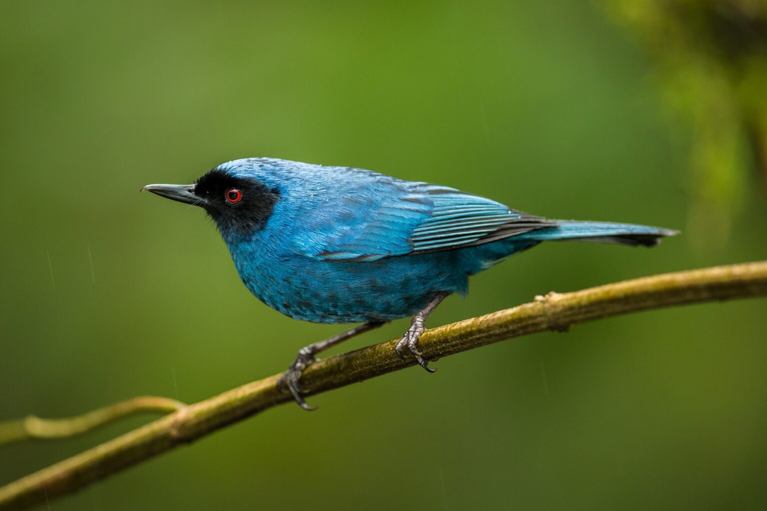 ECUADOR: Birding the Andes West to East - Wildside Nature Tours