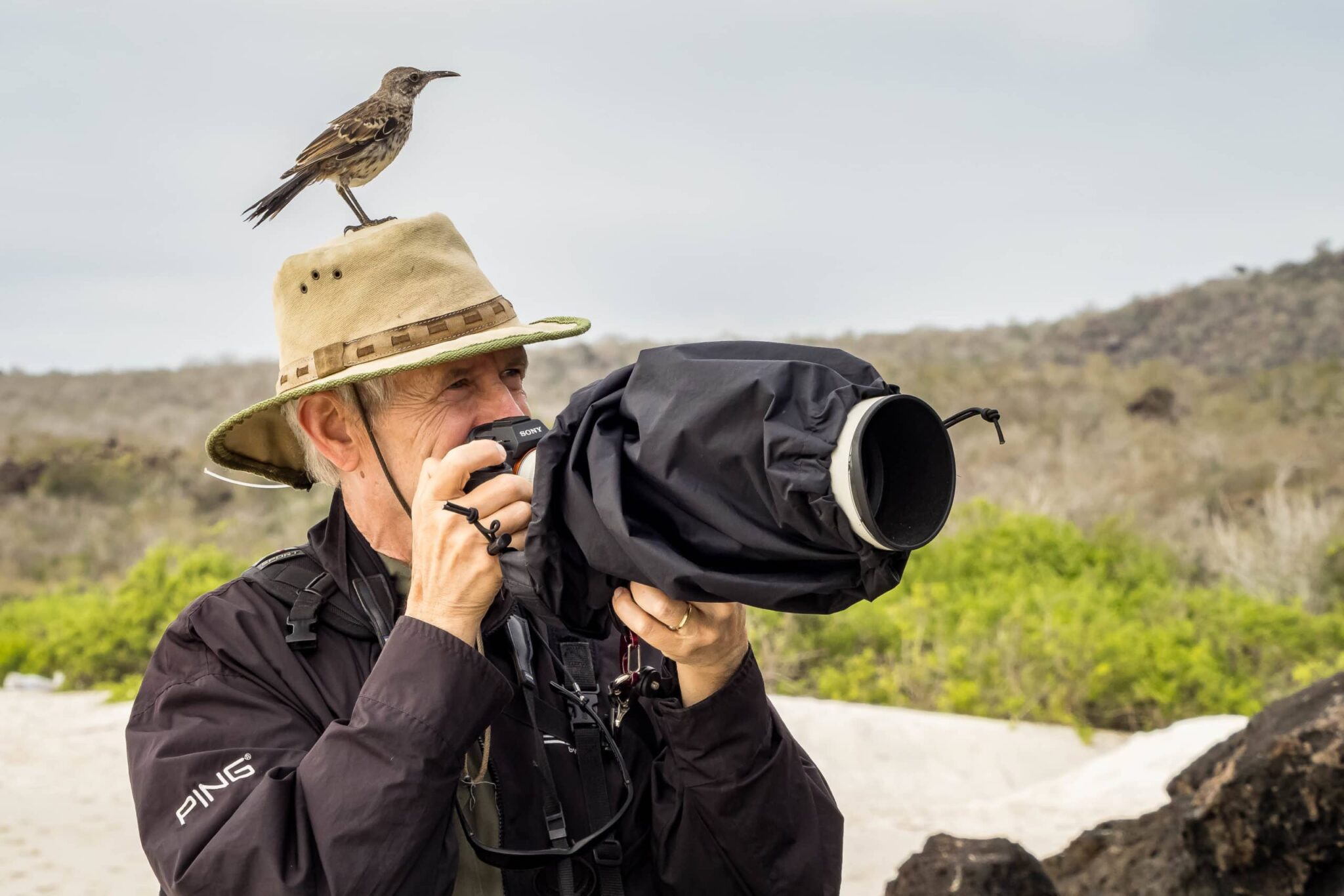 Floreana Mockingbird - the rarest of the 4 Galapagos mockingbirds ...