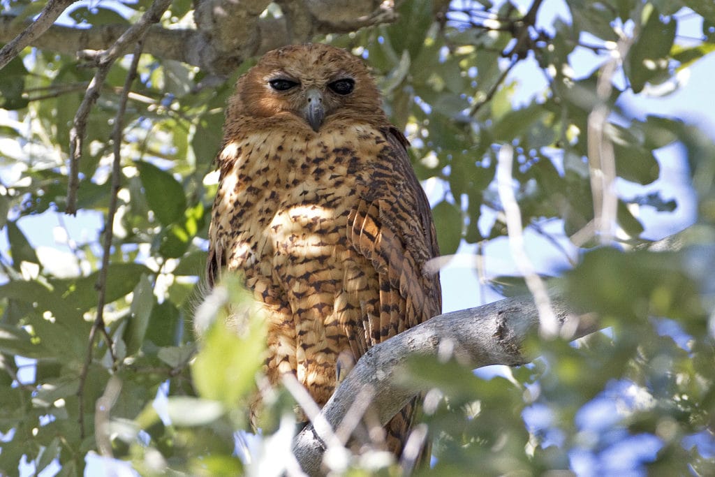 Six Specialty Birds of the OKAVANGO DELTA - Wildside Nature Tours