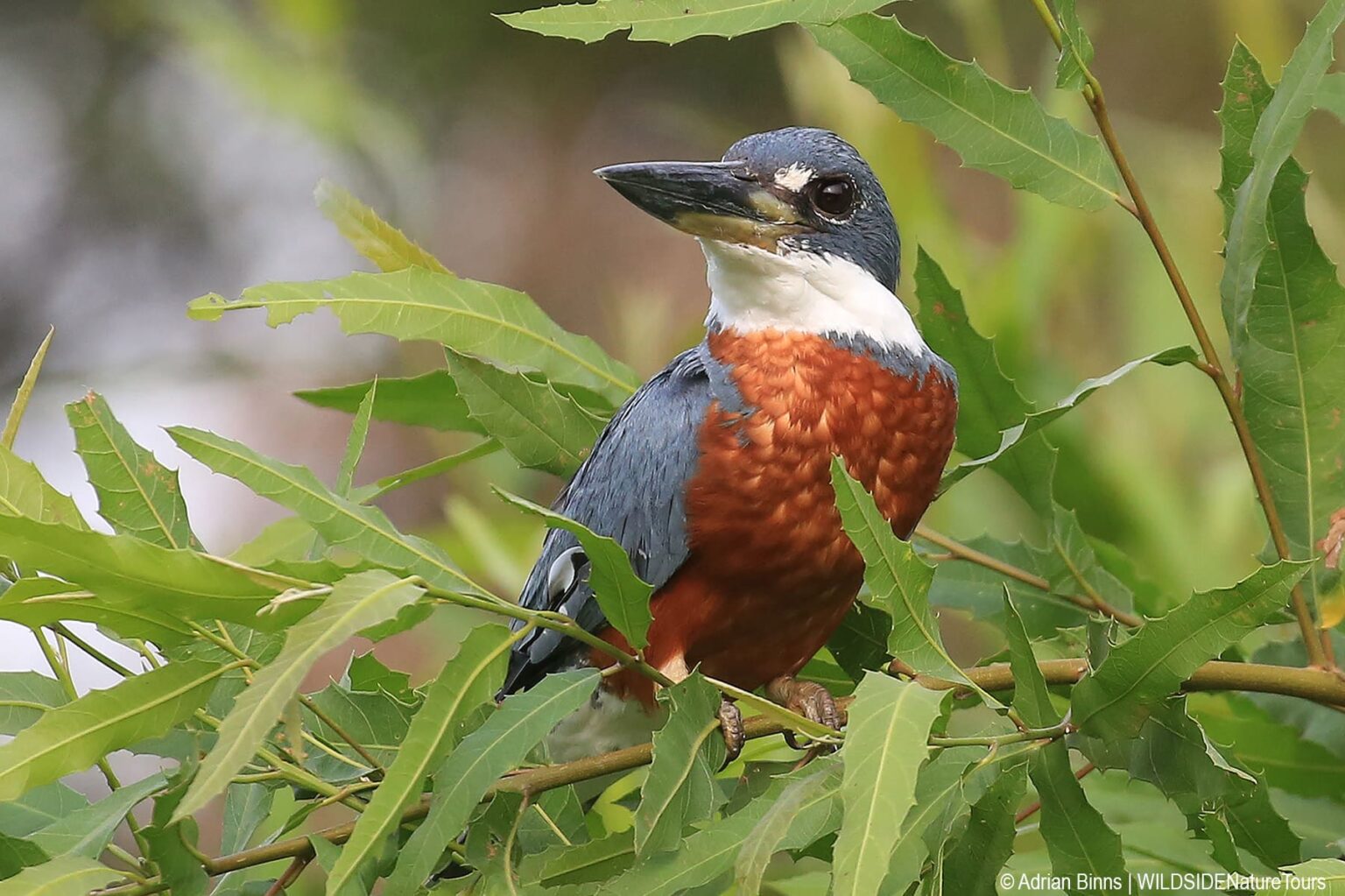 Kingfishers of the Americas - Wildside Nature Tours