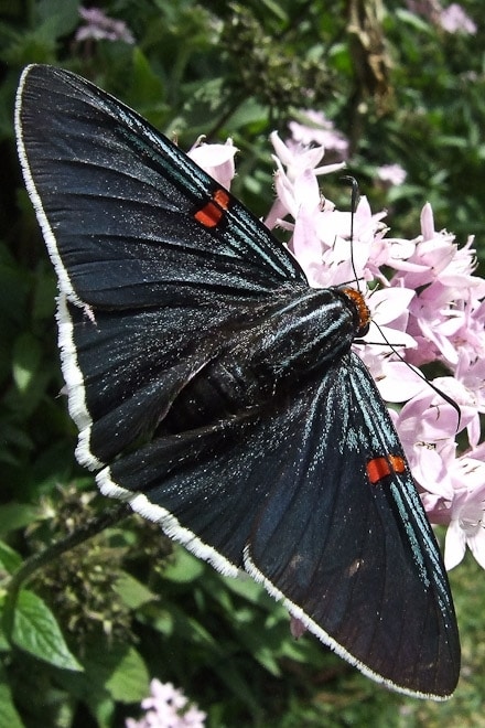 The Guava Skipper - Wildside Nature Tours