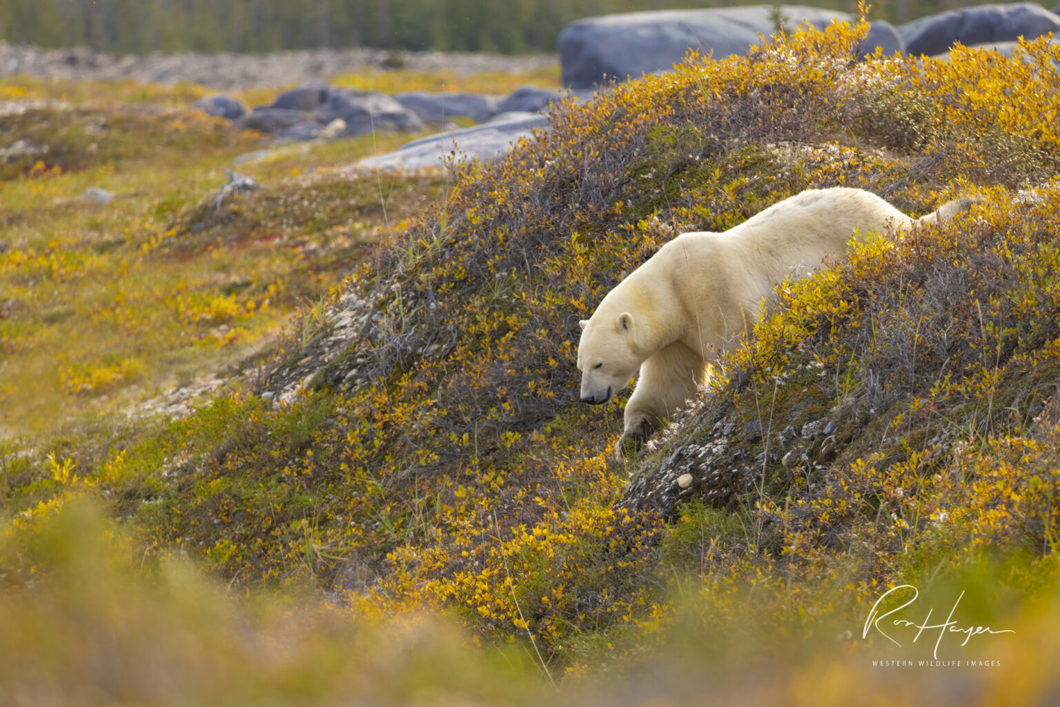 Photography Tours & Workshops - Wildside Nature Tours
