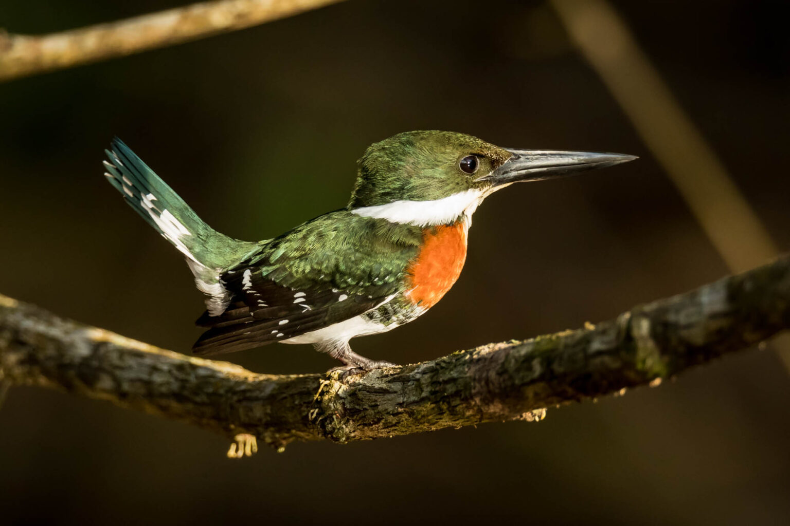 BELIZE 9-Day Birding with Rudy & Chris - Wildside Nature Tours