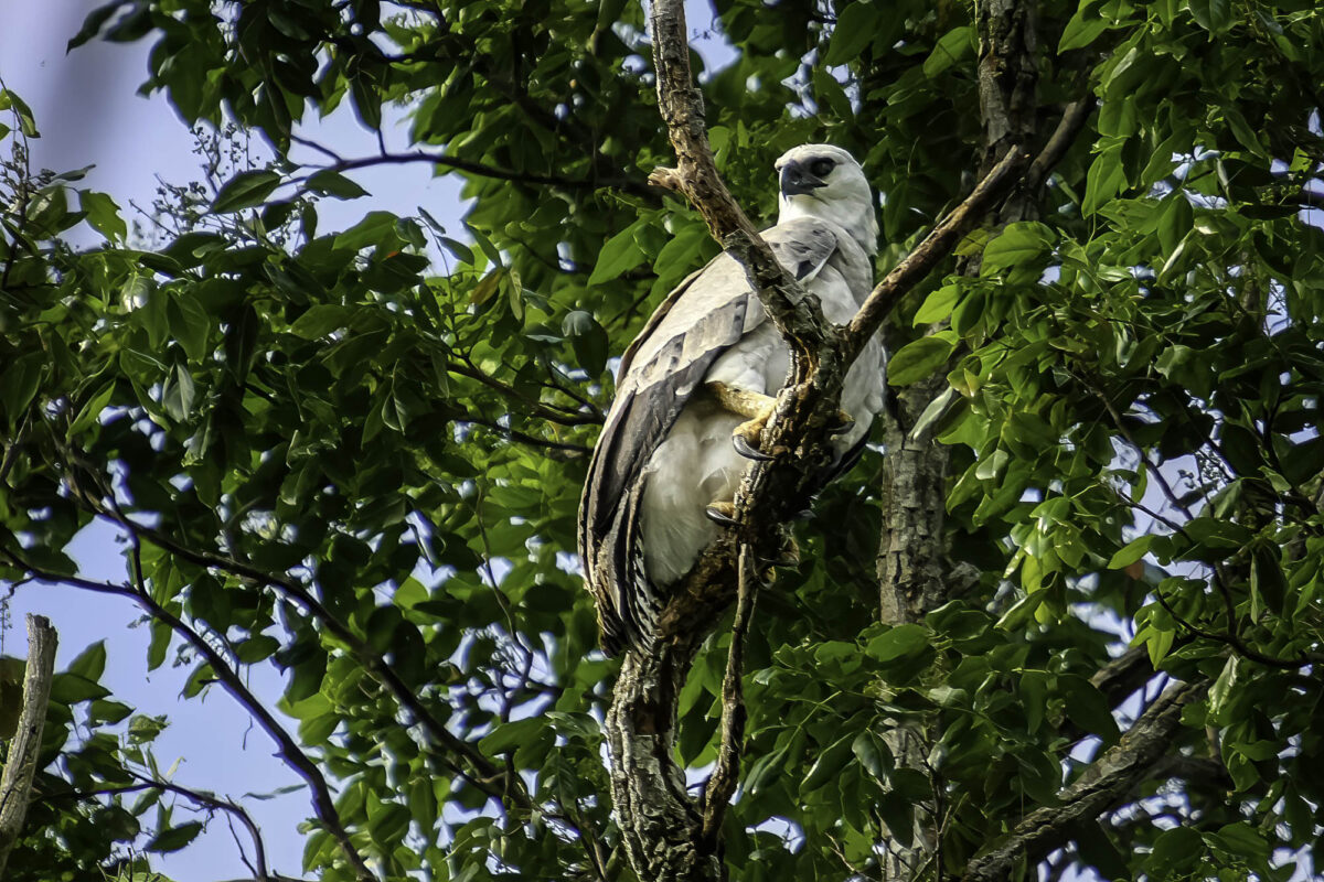 Harpy-Eagle-immature-landscape - Wildside Nature Tours